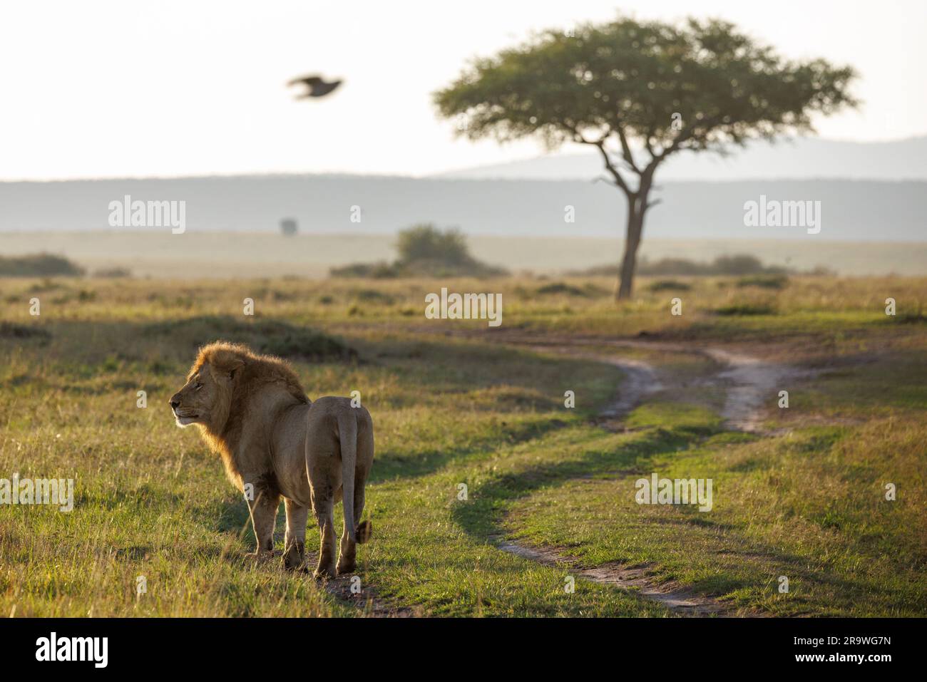 Un lion mâle adulte qui se promonne dans les plaines. MASAI MARA; KENYA ...