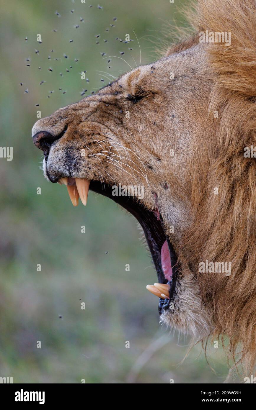 Un mâle adulte qui grondait le lion. MASAI MARA; KENYA: DES images ...