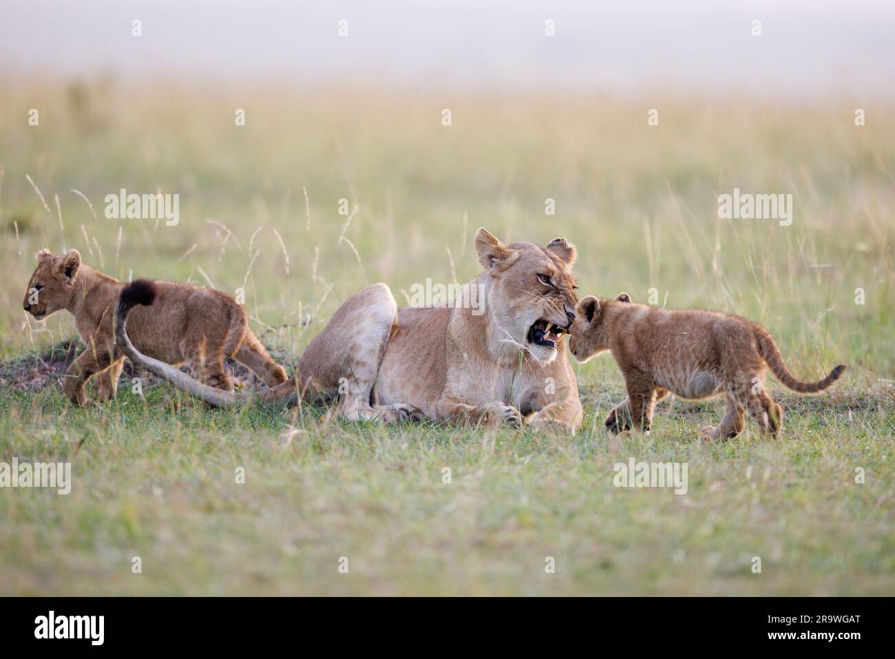 Une lionne semble fatigués par les facéties. MASAI MARA; KENYA: DES ...