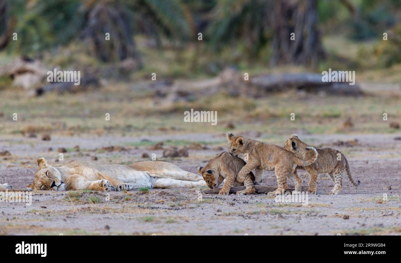 Les petits lions jouent à côté d'une lionne endormie. MASAI MARA; KENYA ...