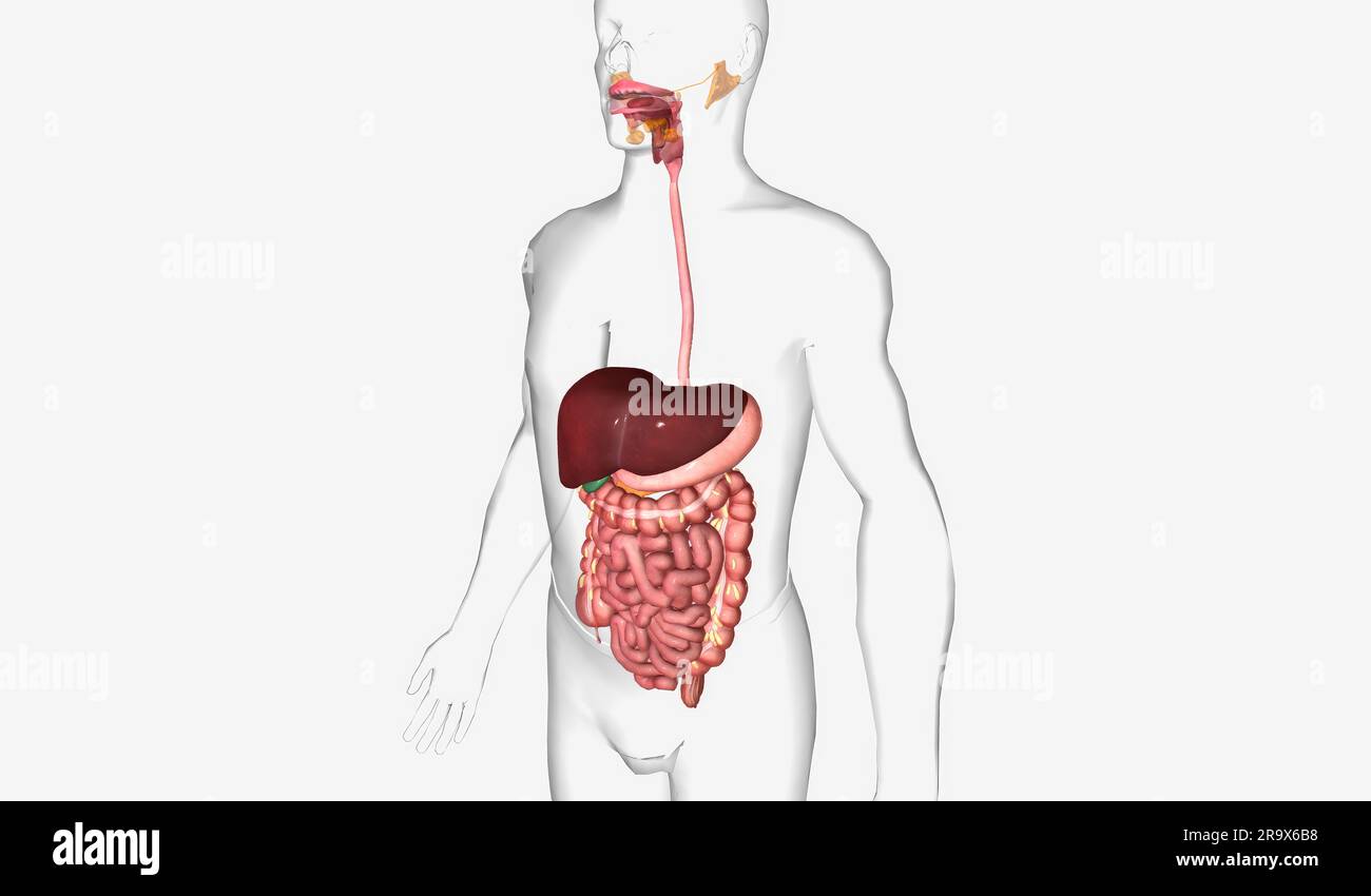 Le système digestif se compose du tractus gastro-intestinal et du foie ...