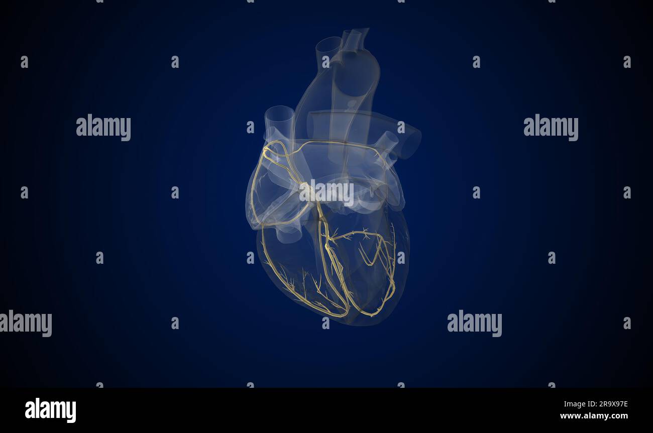 La stimulation et la conduction du système de conduction contrôlent les ...