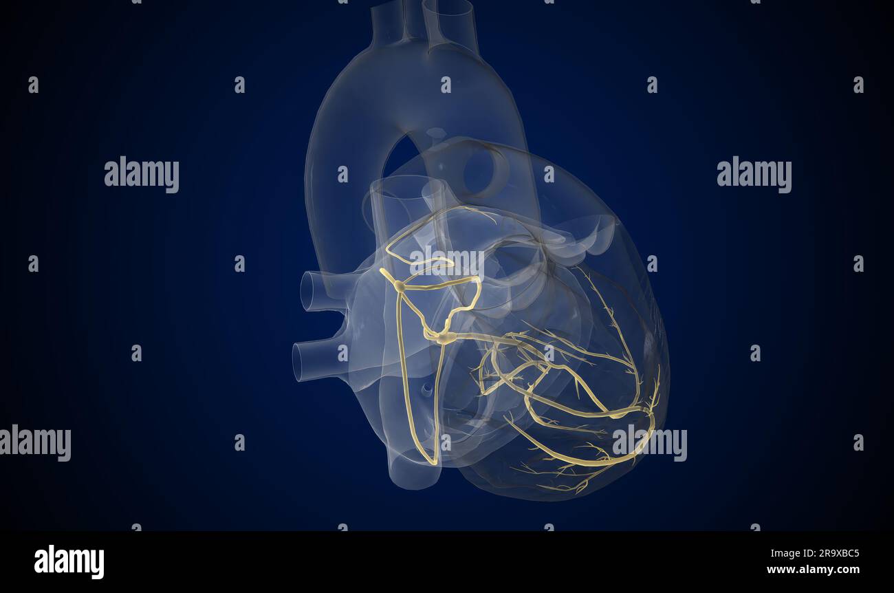 La stimulation et la conduction du système de conduction contrôlent les ...