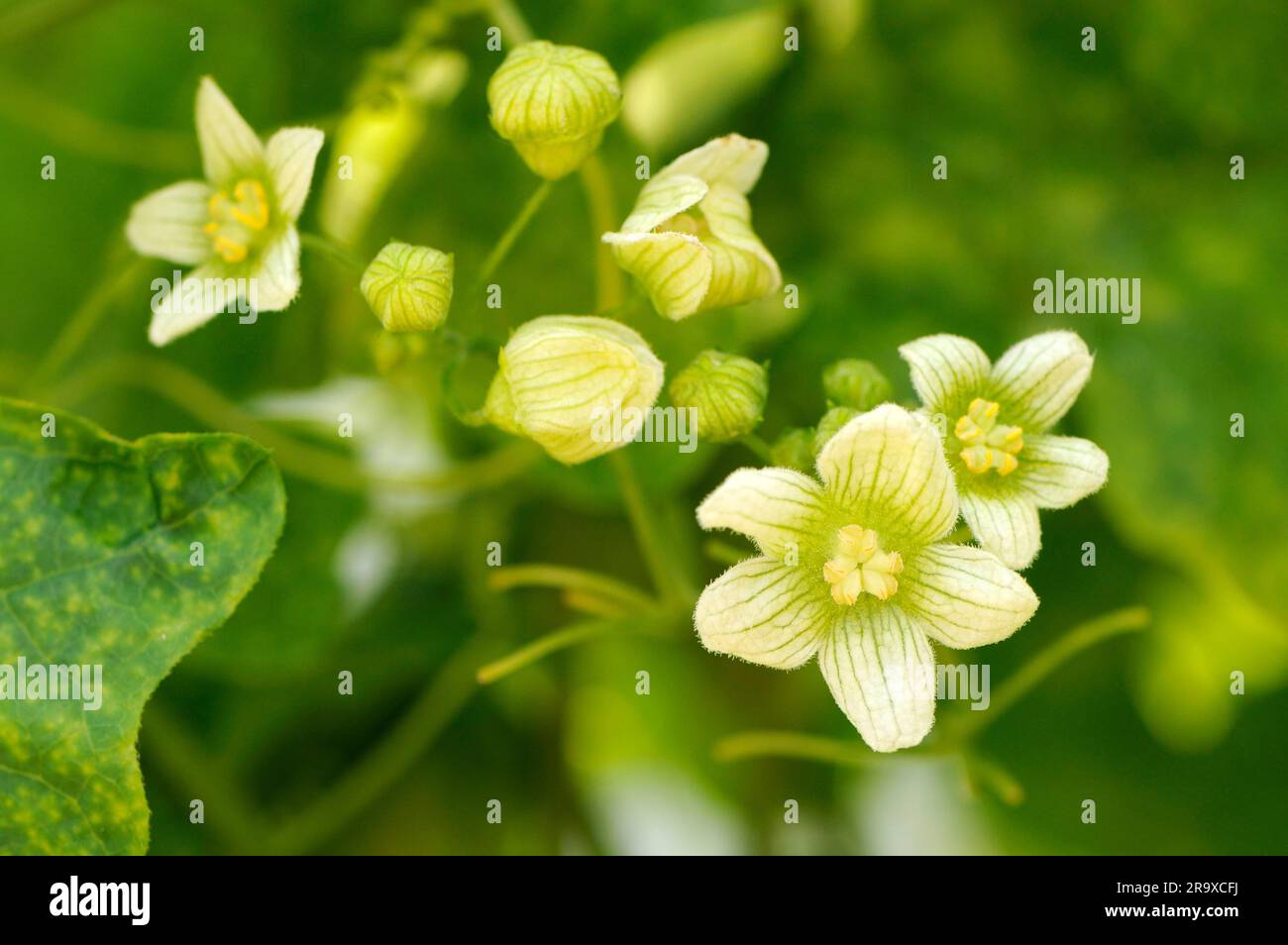 Bryonia cretica dioica Banque de photographies et d’images à haute ...