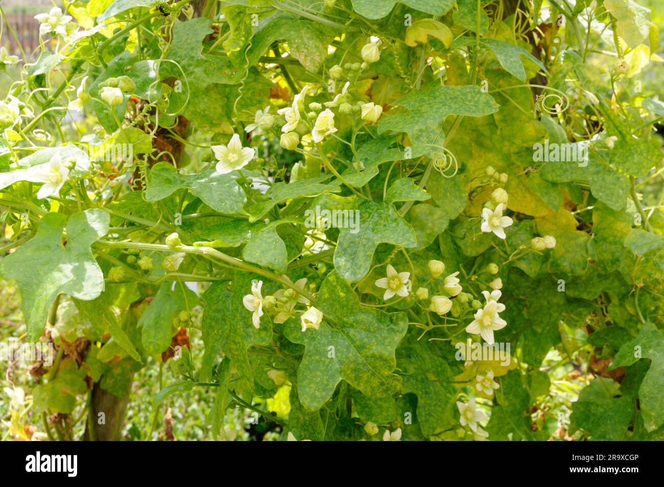 Bryonia cretica dioica Banque de photographies et d’images à haute ...