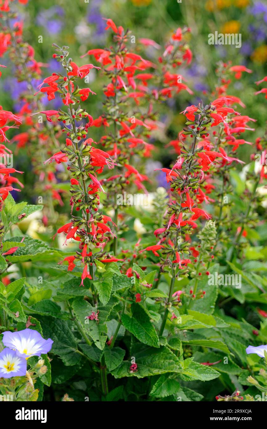 Plante de sauge écarlate Banque de photographies et d’images à haute ...