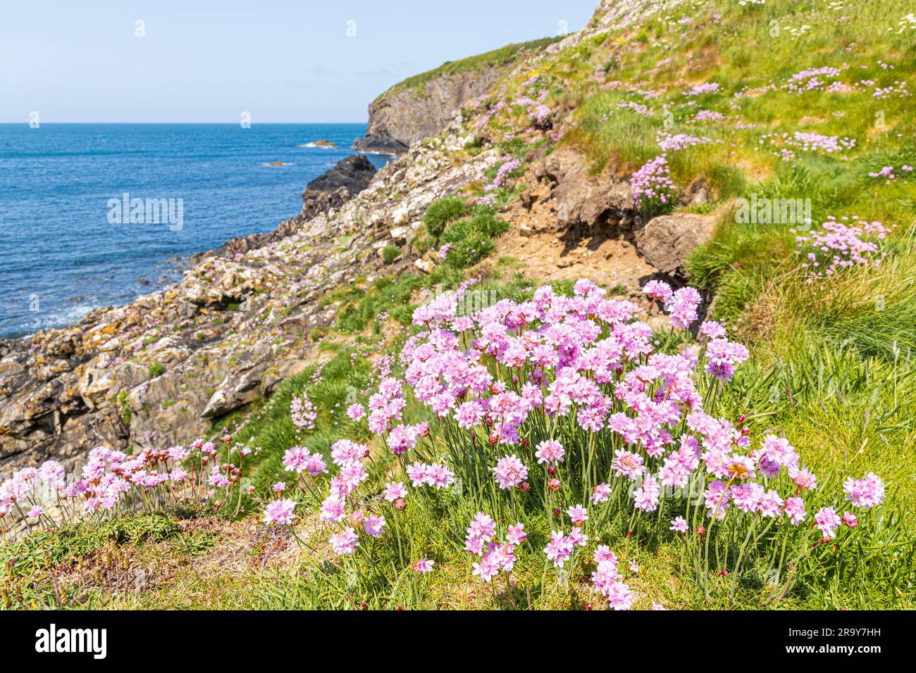 Sea thrift mer rose roses armeria maritima Banque de photographies et d ...
