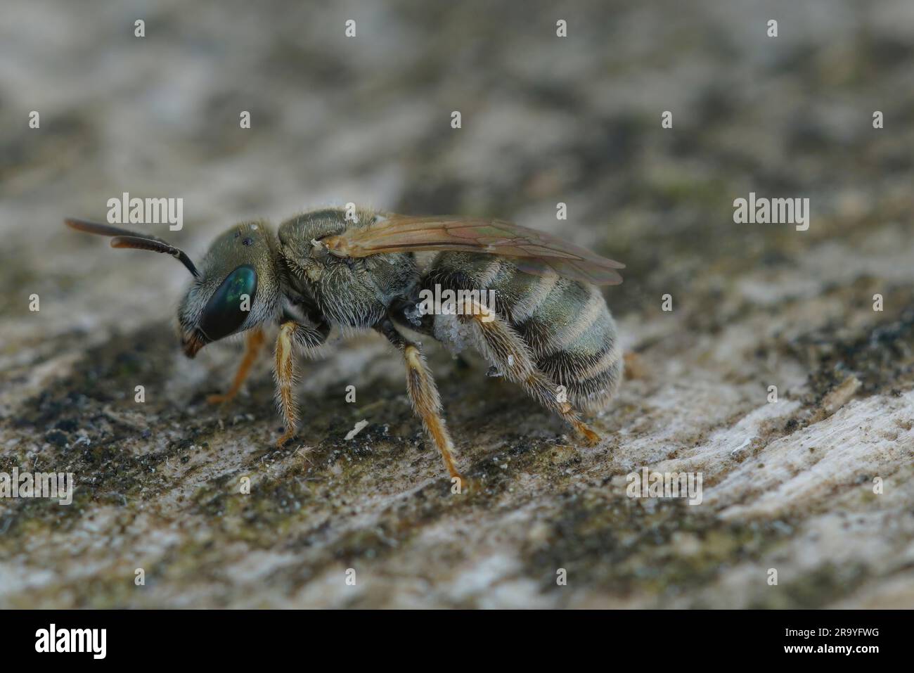 Gros plan détaillé sur une femelle de la très petite abeille de couleur ...