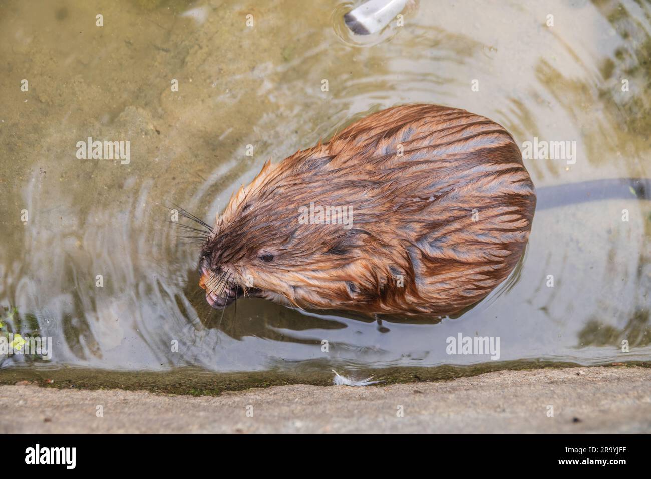 Animal sauvage Muskrat, Ondatra zibethicuseats, mange sur la rive de la ...