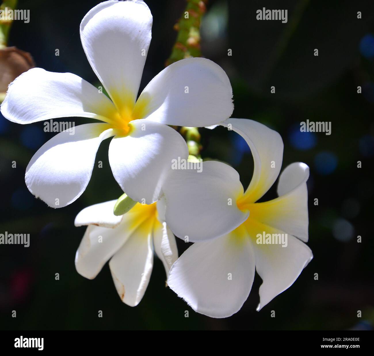 Famille des dogbane apocynaceae Banque de photographies et d’images à haute résolution - Alamy