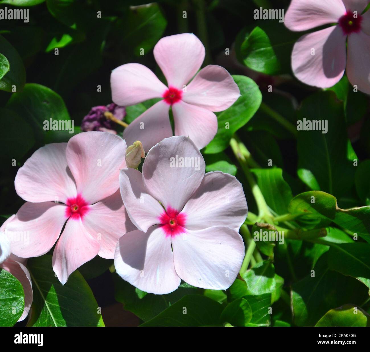 Fleurs de Madagascar périwinkle en Thaïlande, Catharanthus roseus, yeux ...