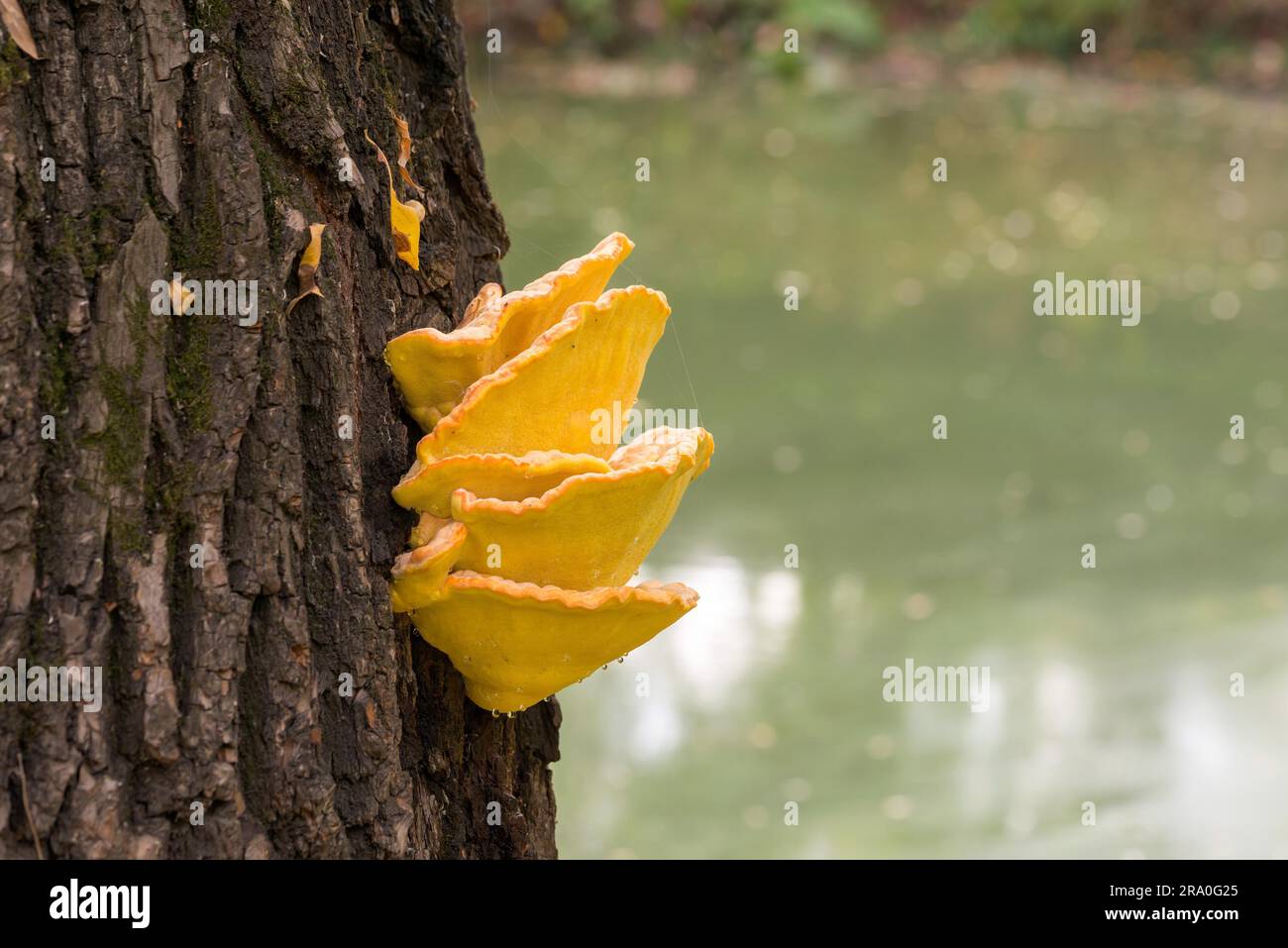 (Laetiporus sulfureus) champignon poussant sur un tronc d'arbre près de ...