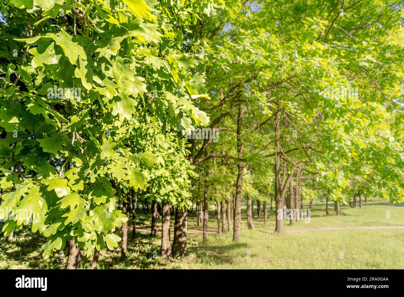 Les feuilles des arbres de chêne dans les bois avec une soirée de la ...