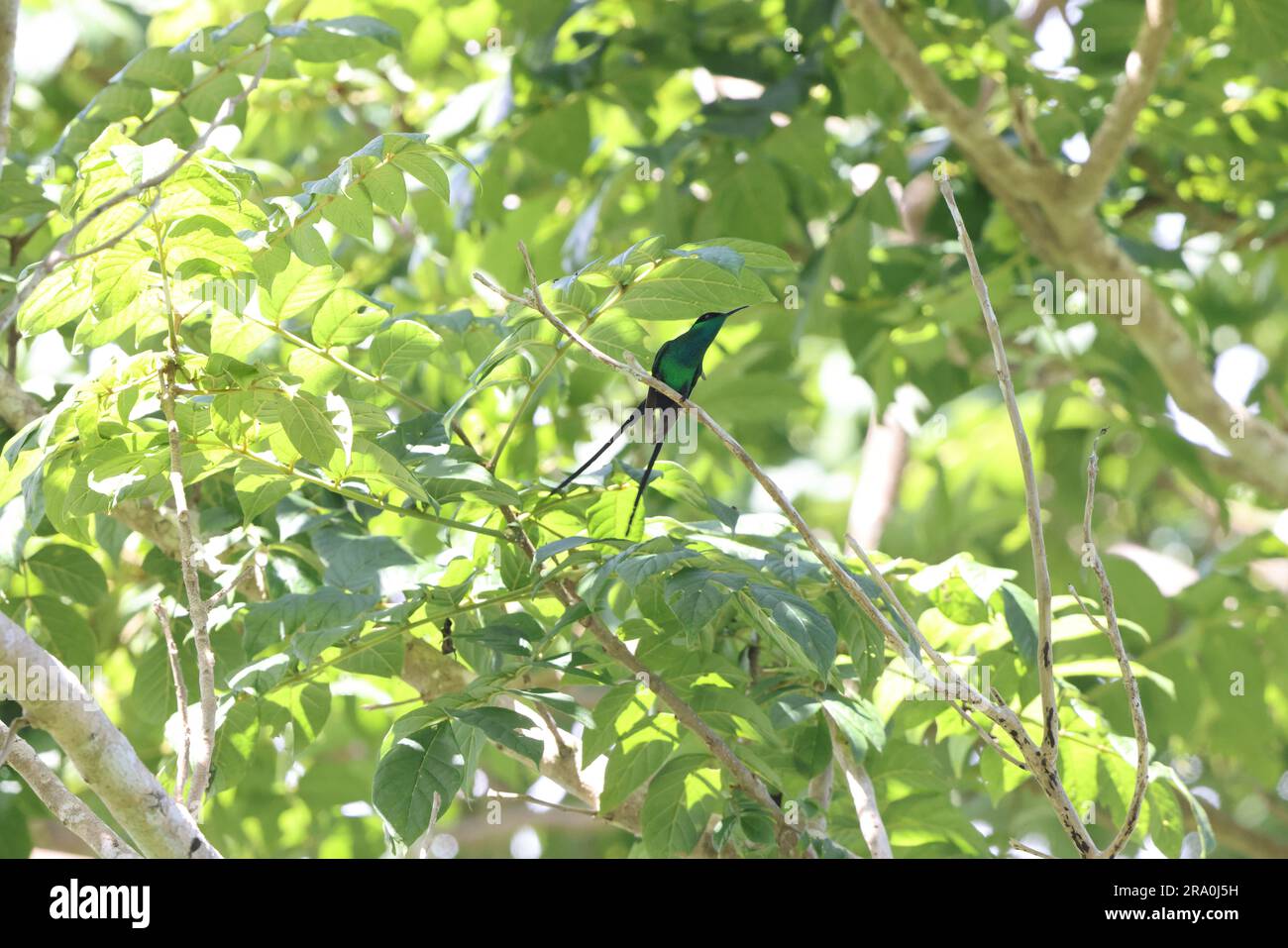 Sous famille trochilinae Banque de photographies et d’images à haute ...