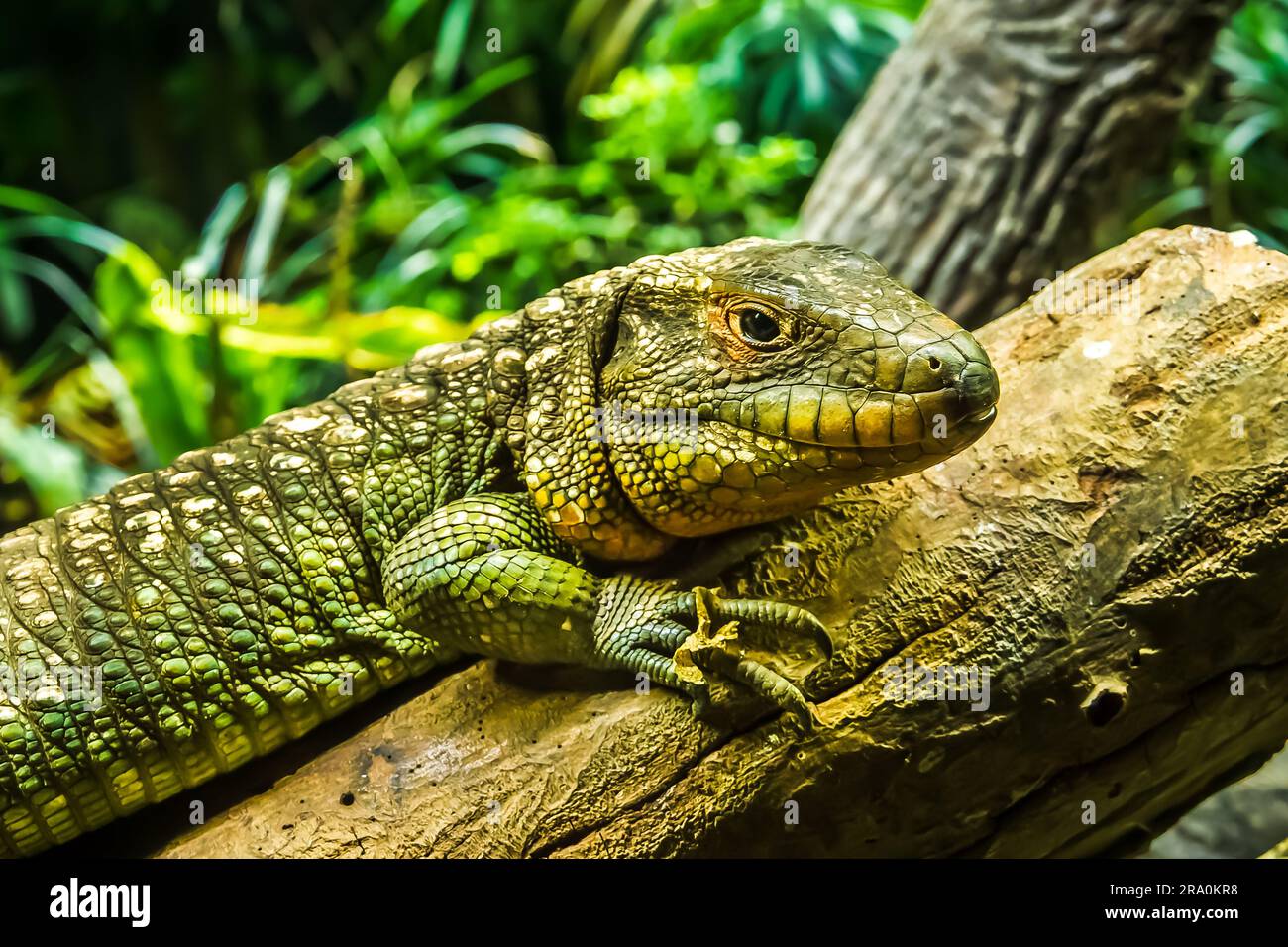 Dracaena guianensis, couverte de grandes écailles osseuses, la peau d ...