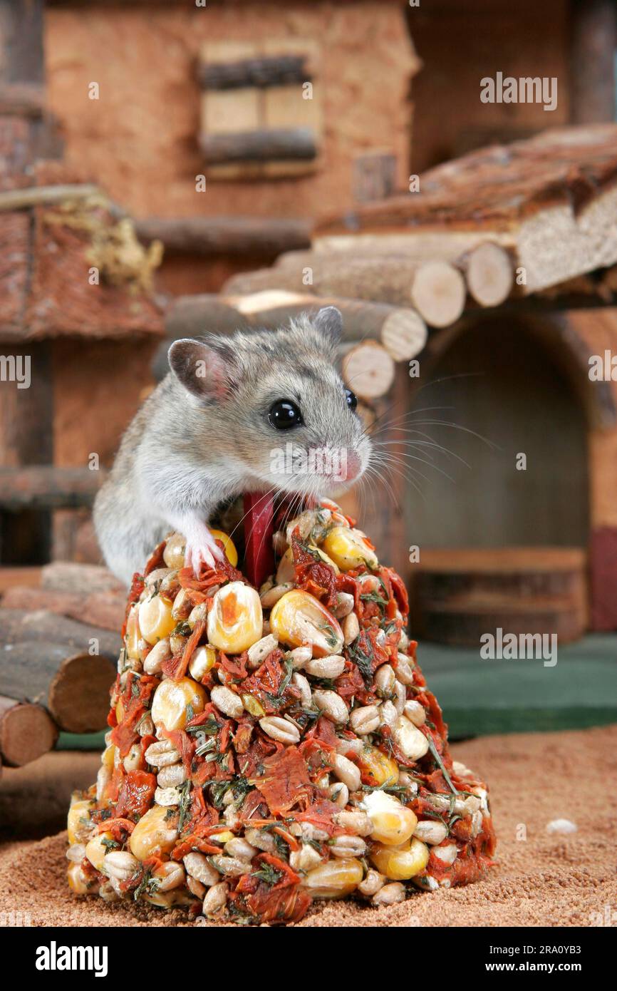 Hamster chinese cricetulus barabensis Banque de photographies et d ...