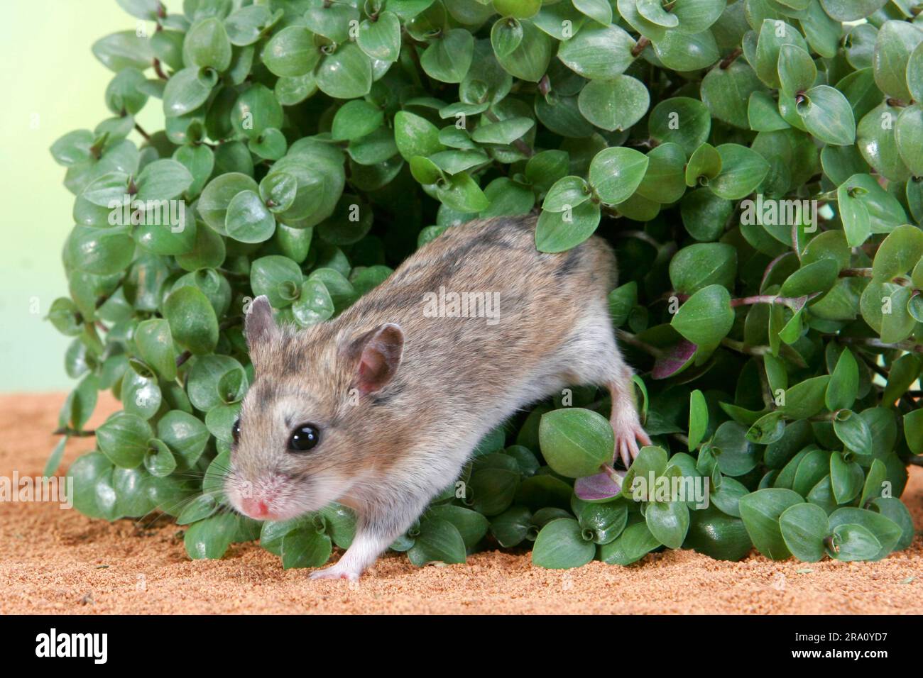 Hamster chinese cricetulus barabensis Banque de photographies et d ...