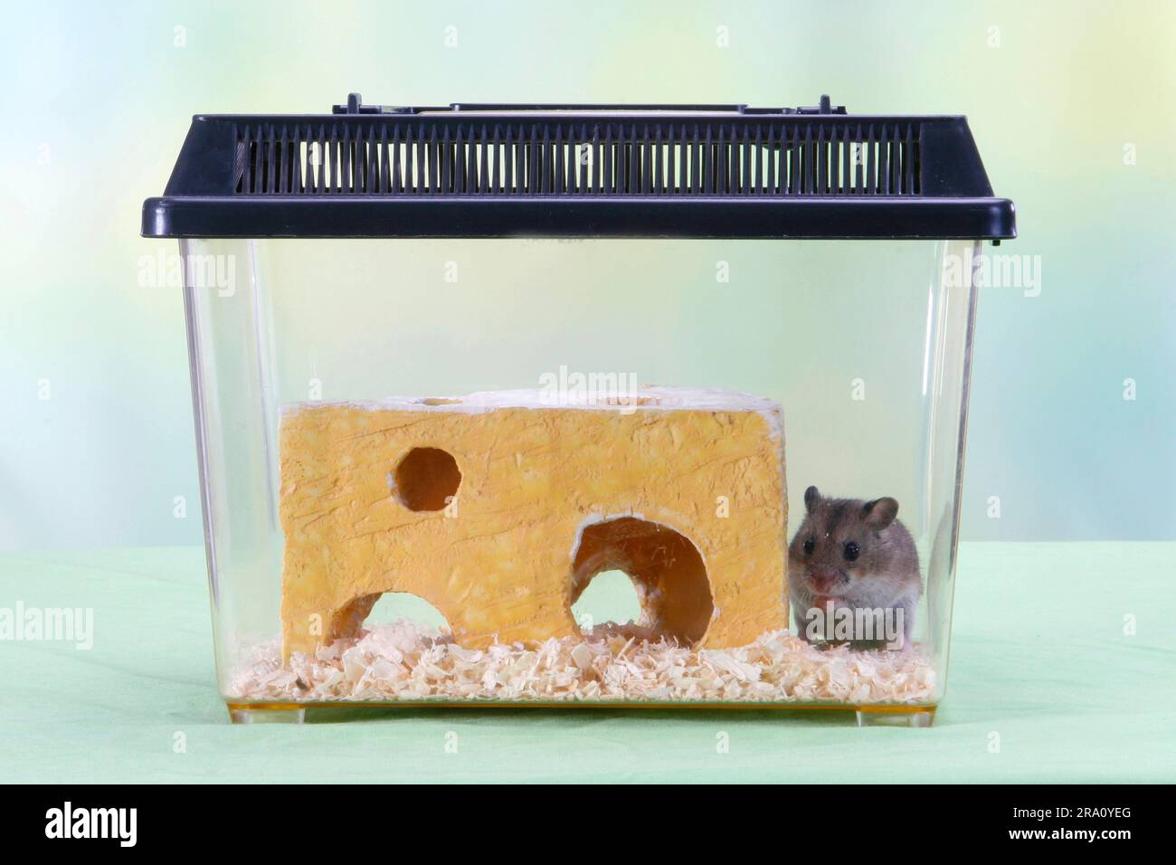 Hamster chinese cricetulus barabensis Banque de photographies et d ...