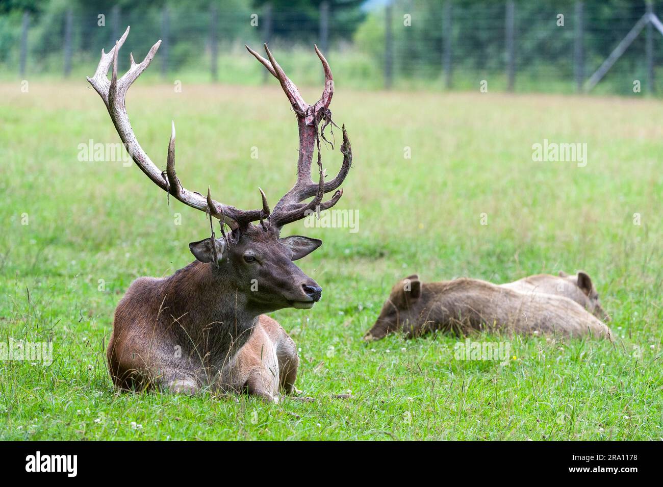 Cerf rouge (Cervus elaphus) reposant dans un pré dans une réserve de ...