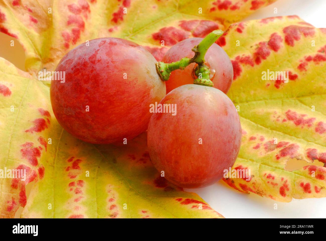 Raisin globe rouge Banque de photographies et d’images à haute ...