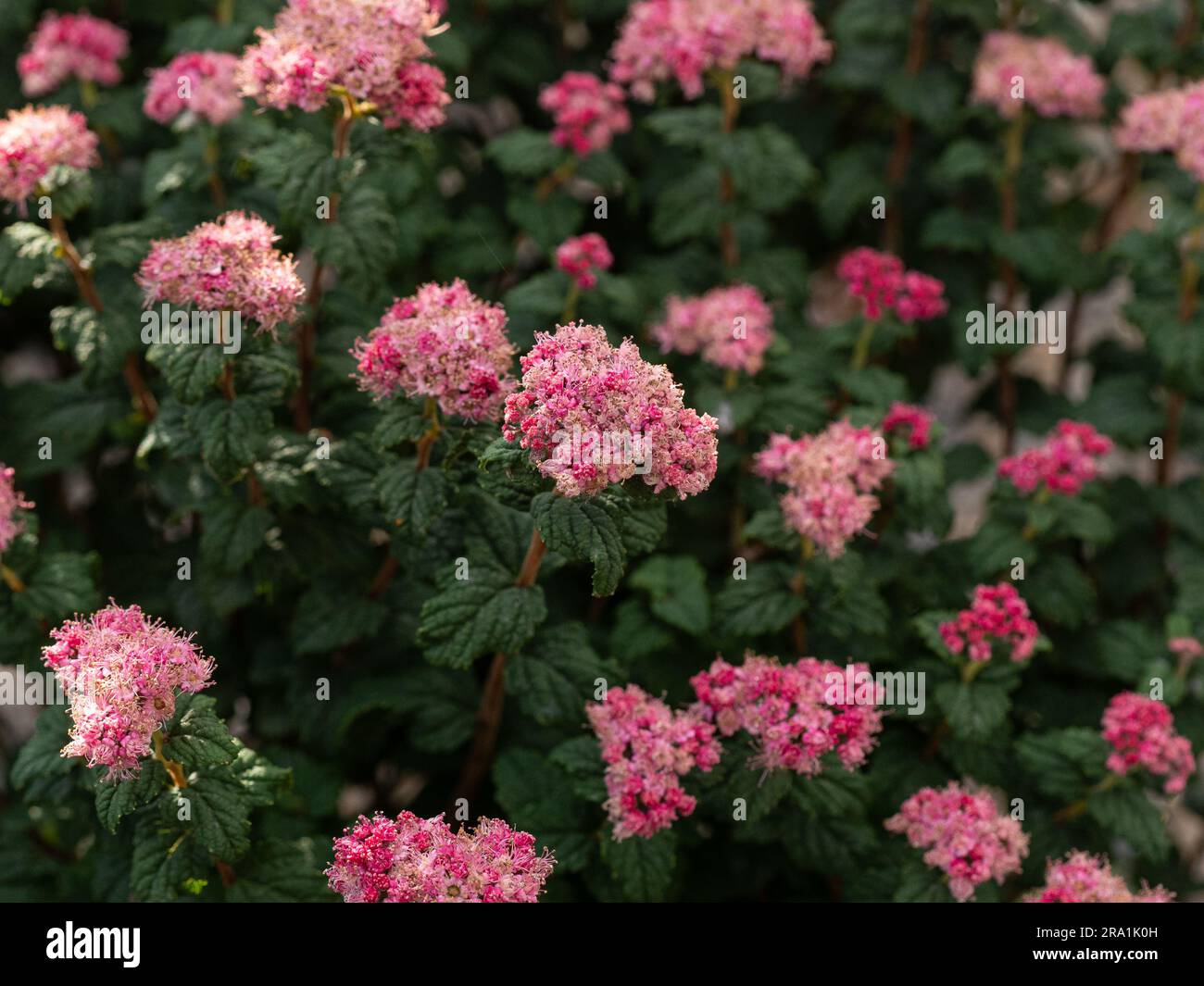 Spiraea japonica bullata Banque de photographies et d’images à haute ...