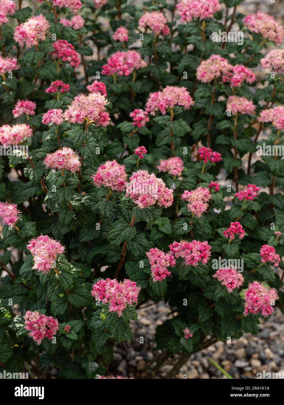 Spiraea japonica bullata Banque de photographies et d’images à haute ...
