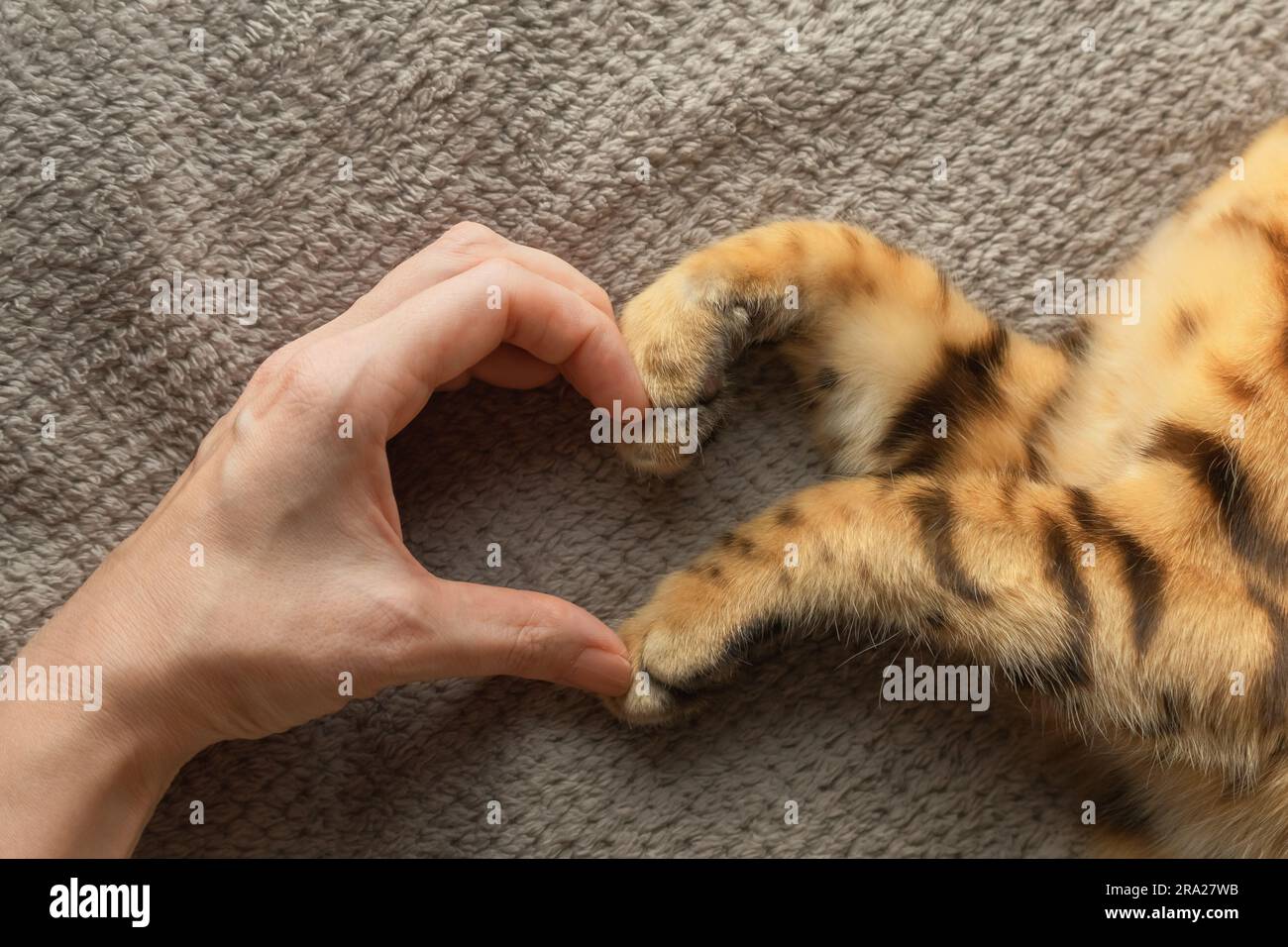 La main de la fille et les pattes du chat forment un symbole du coeur ...
