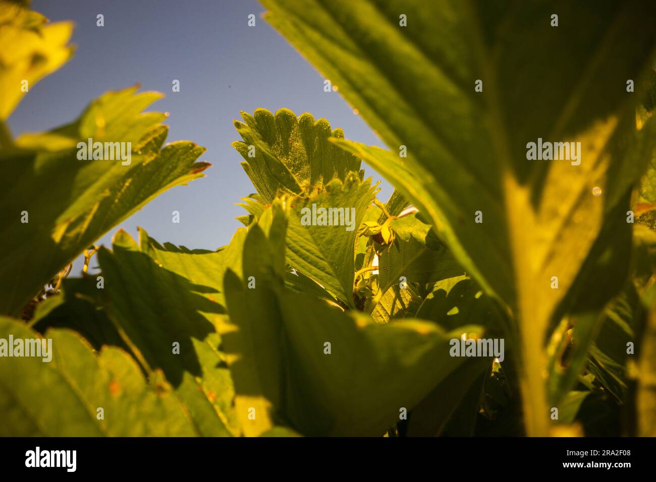 Tige et feuilles de fraise en gros plan dans la ferme. Récoltes de ...