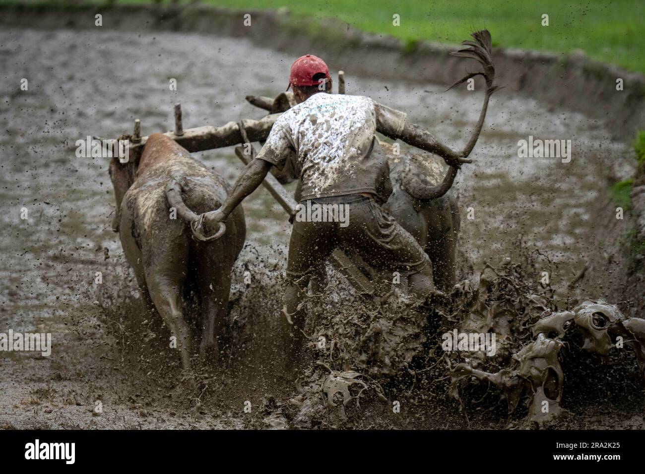 A Nepalese farmer ploughs his paddy field during Asar Pandra or ...