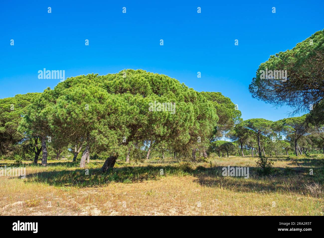 Pinus l Banque de photographies et d’images à haute résolution - Alamy