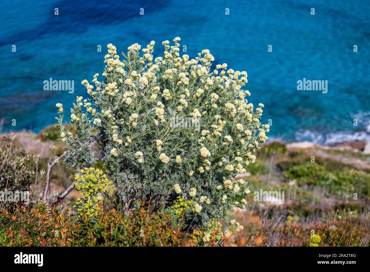 France, Var, presqu'île de Saint-Tropez, Ramatuelle, barbe de Jupiter ...