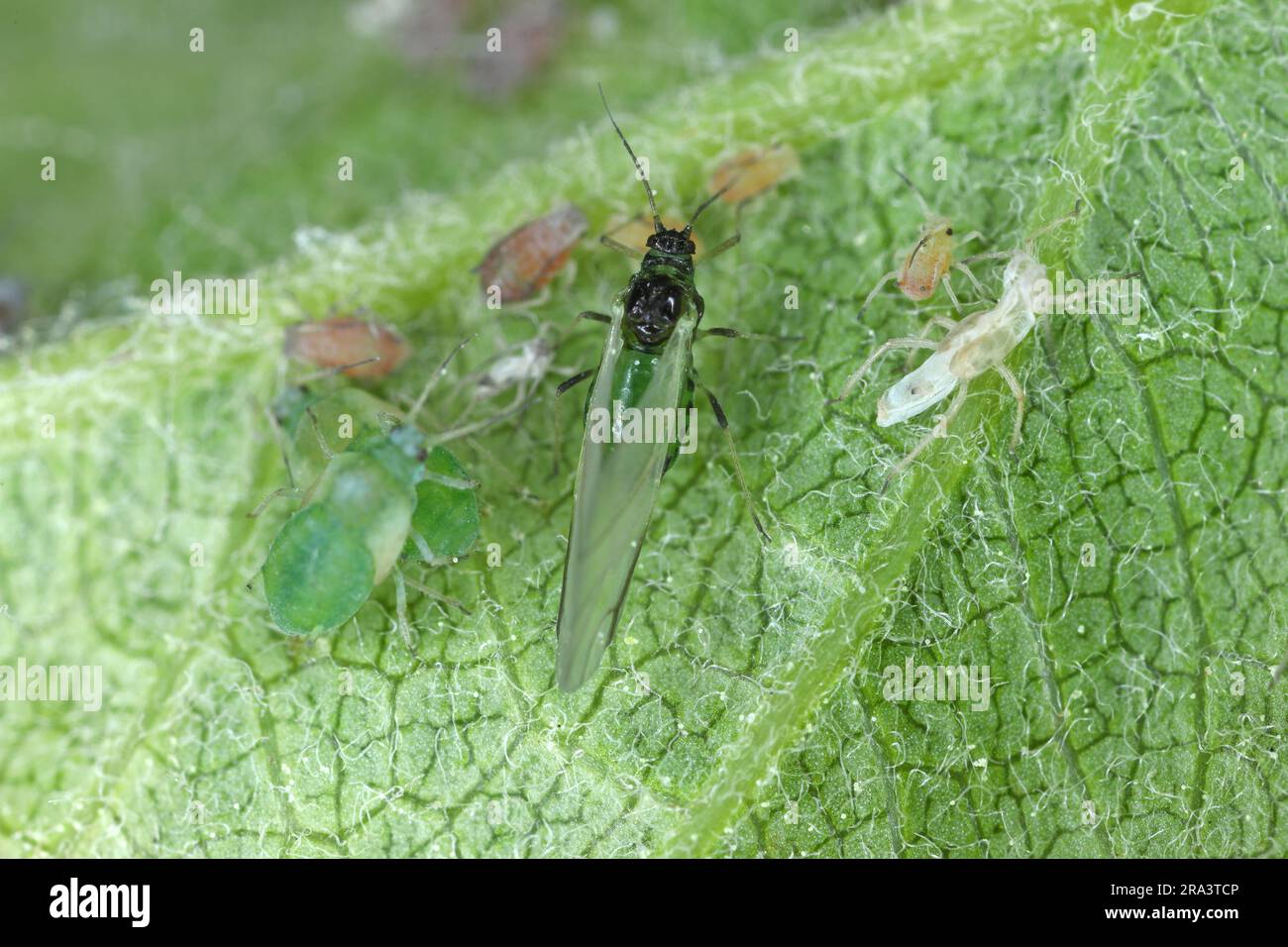 Puceron de pomme rosé (Dysaphis plantaginea) sur le dessous d'une ...