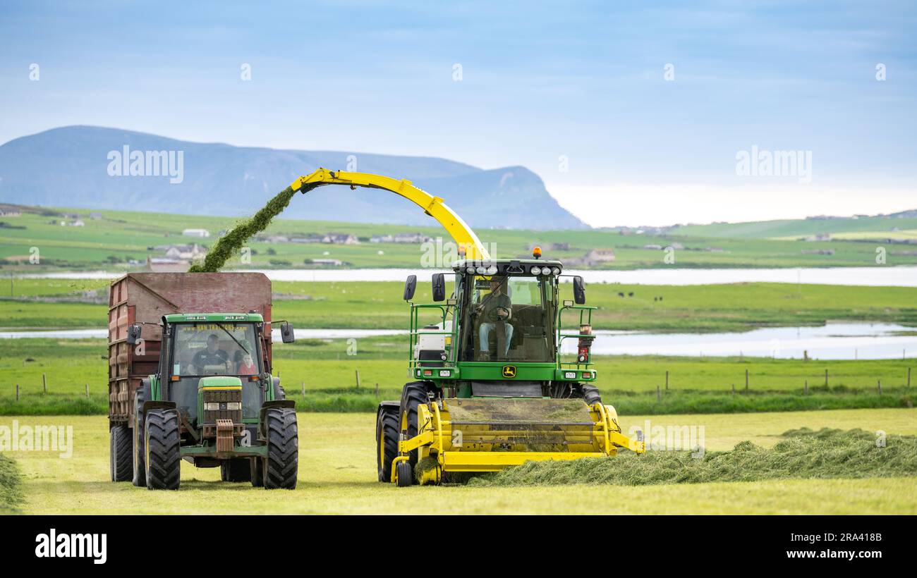 Préparation d'ensilage dans une ferme laitière de l'île Orcades, avec l ...