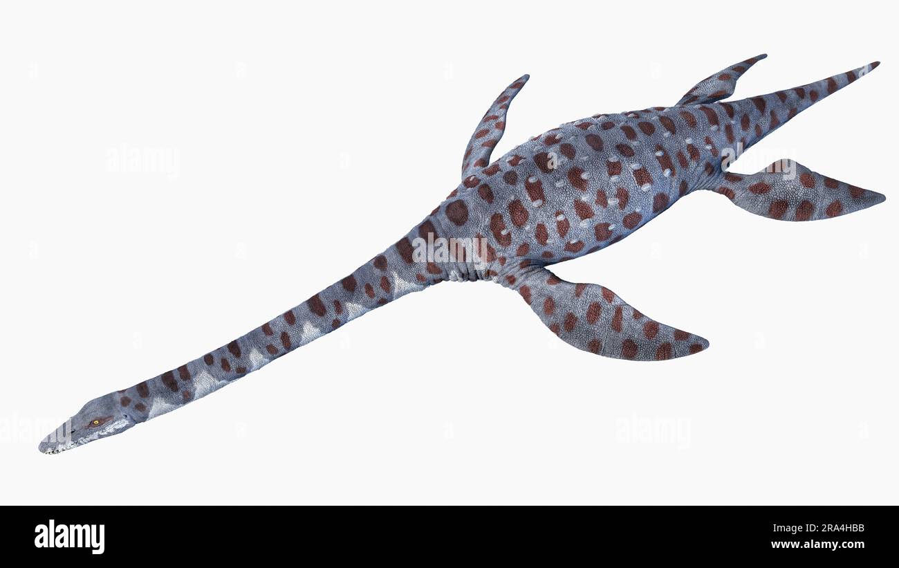 Plesiosaur fossil Banque de photographies et d’images à haute ...