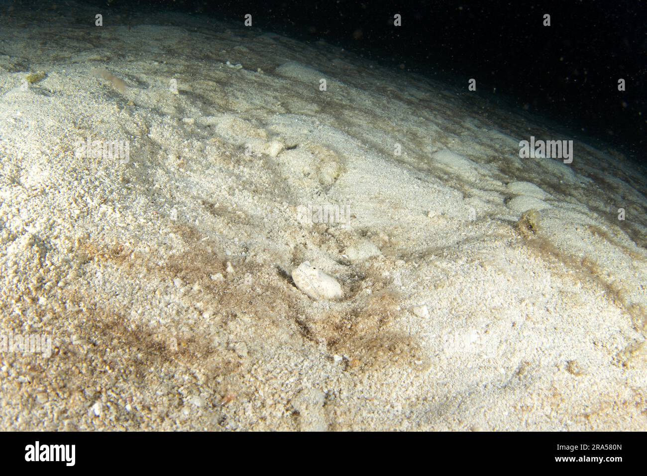 Crocodile serpent anguille brachysomophis crocodilinus dans le sable ...