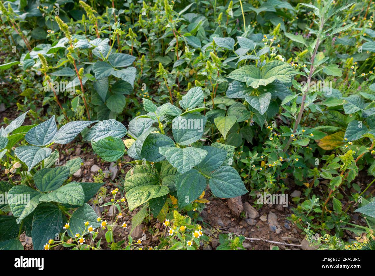 Culture de haricots rouges , le haricot commun (Phaseolus vulgaris ...