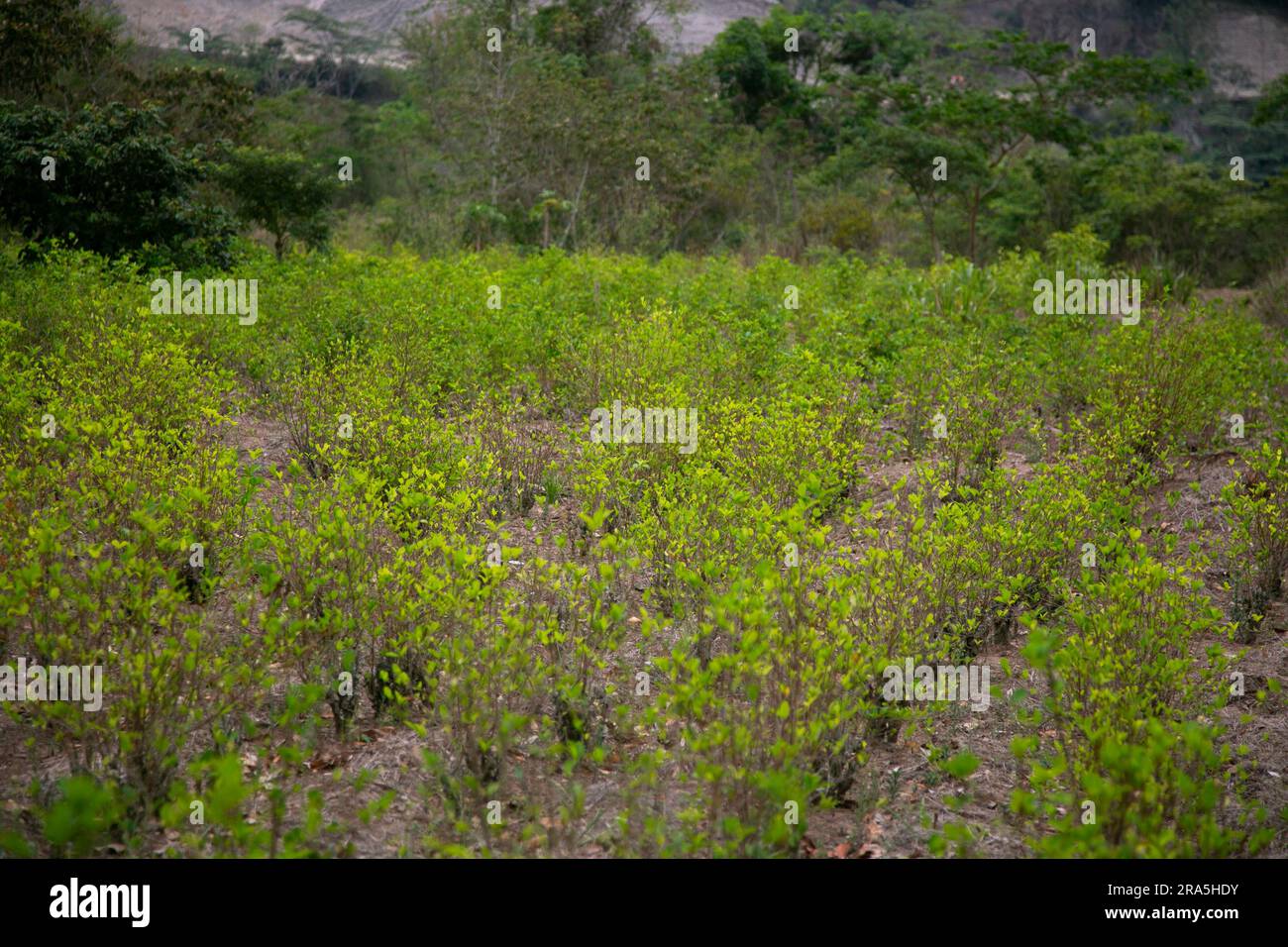 Plantation biologique de plantes de coca dans la jungle péruvienne ...