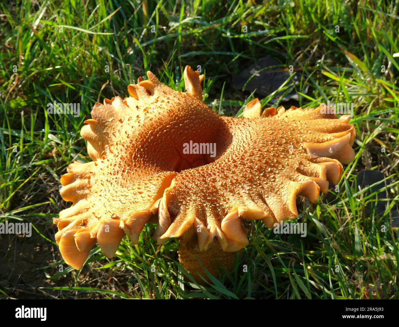 Champignon des prés Banque de photographies et d’images à haute ...
