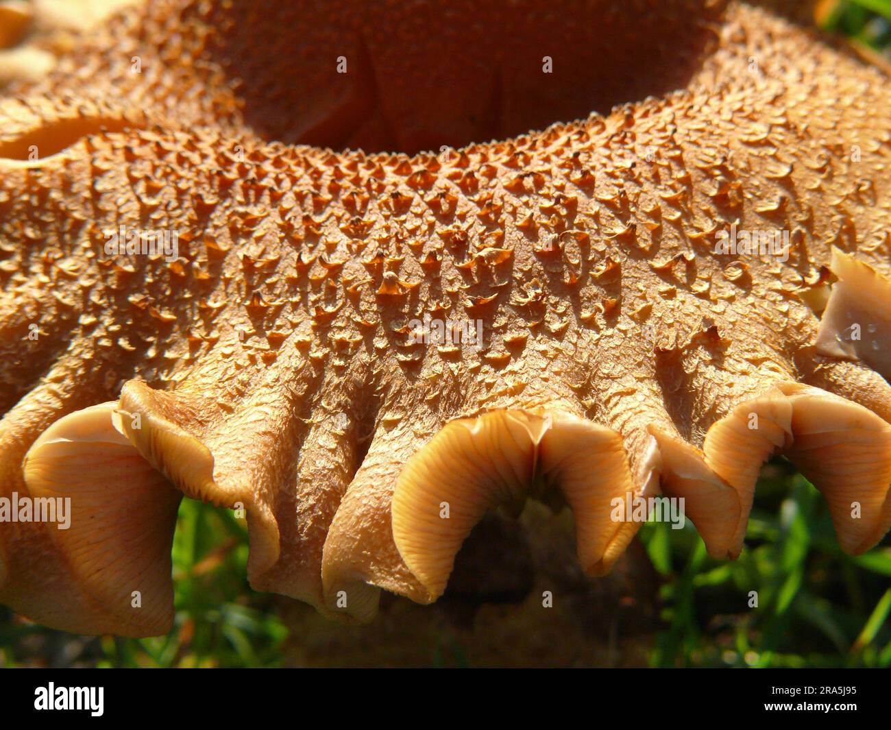 Champignon des prés Banque de photographies et d’images à haute ...