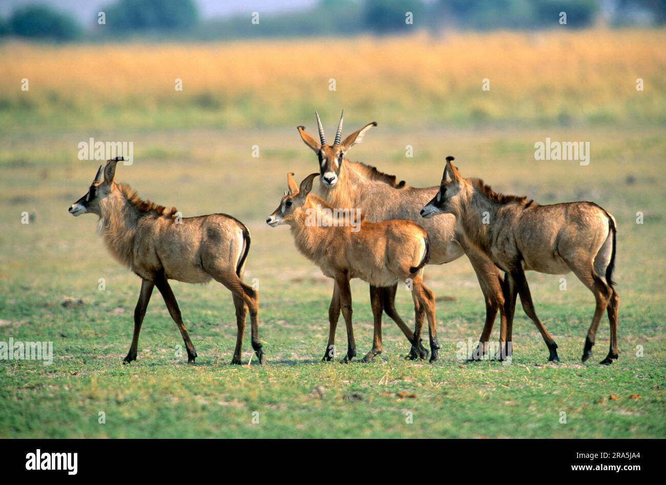 Roan antelope hippotragus equinus savanna Banque de photographies et d ...