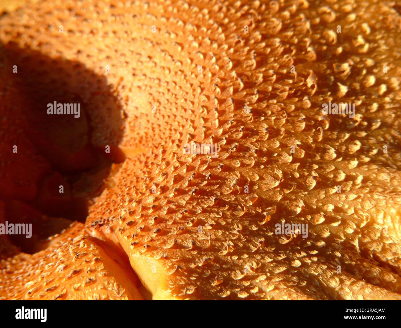 Champignon des prés Banque de photographies et d’images à haute ...