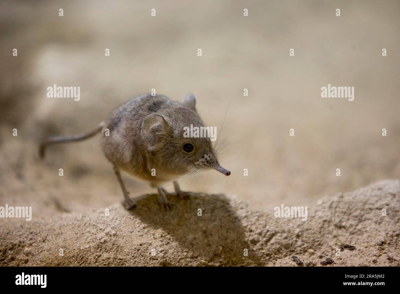 Musaraigne de l'éléphant Banque de photographies et d’images à haute ...