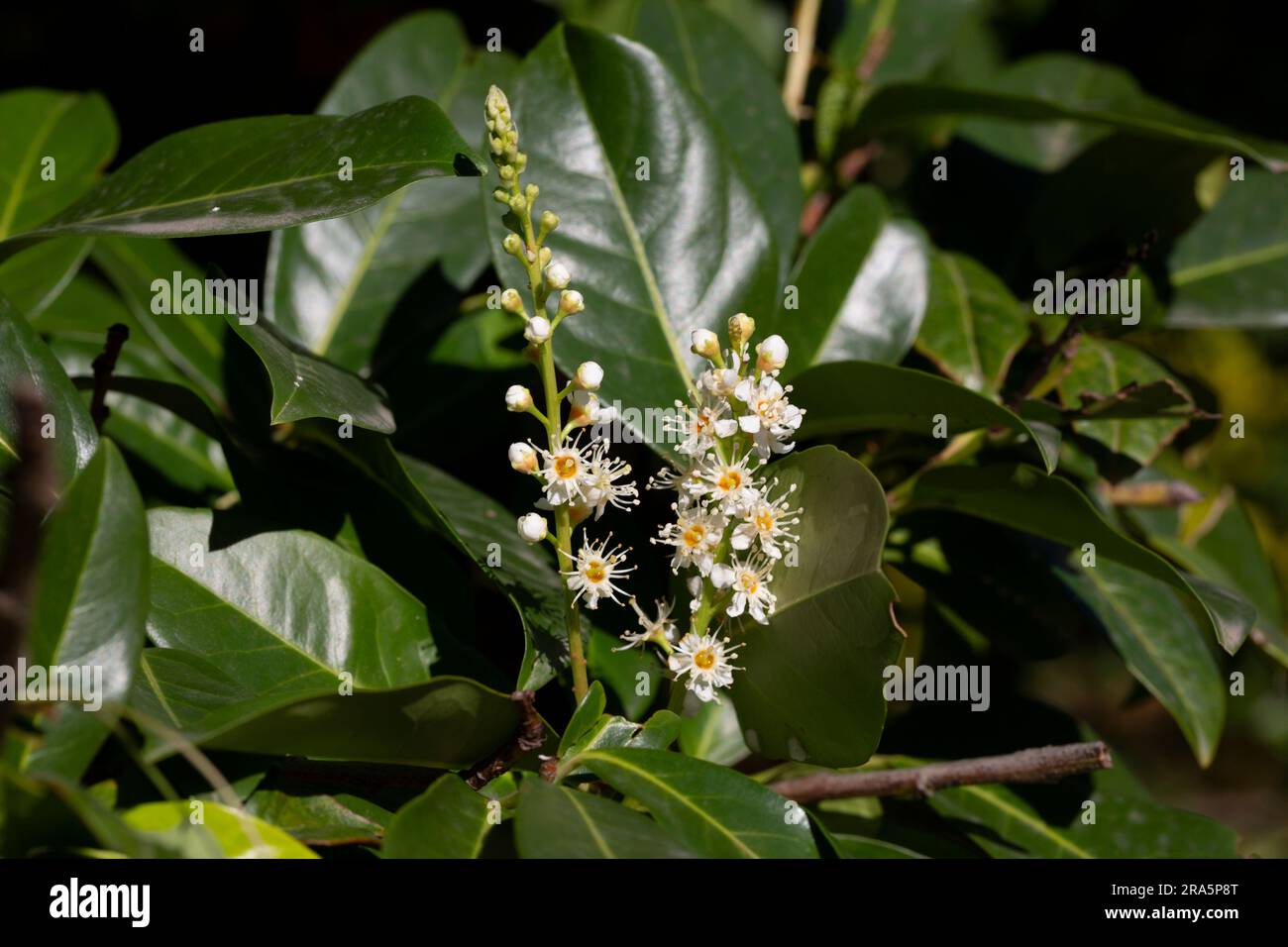 Photo en gros plan d'une branche de Laurier en fleur. Prunus ...