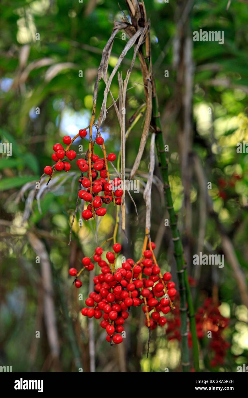 Plante toxique baie rouge Banque de photographies et d’images à haute ...