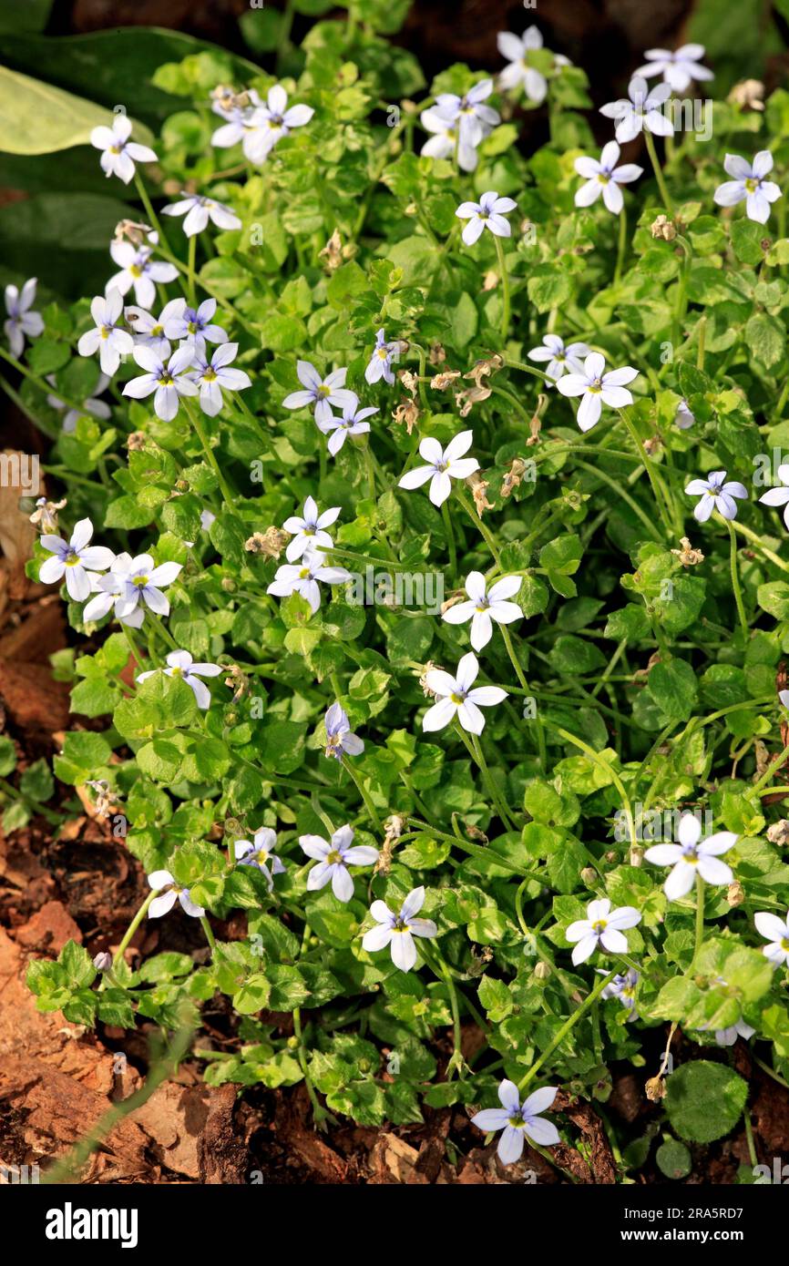Isotoma fluviatilis Banque de photographies et d’images à haute ...