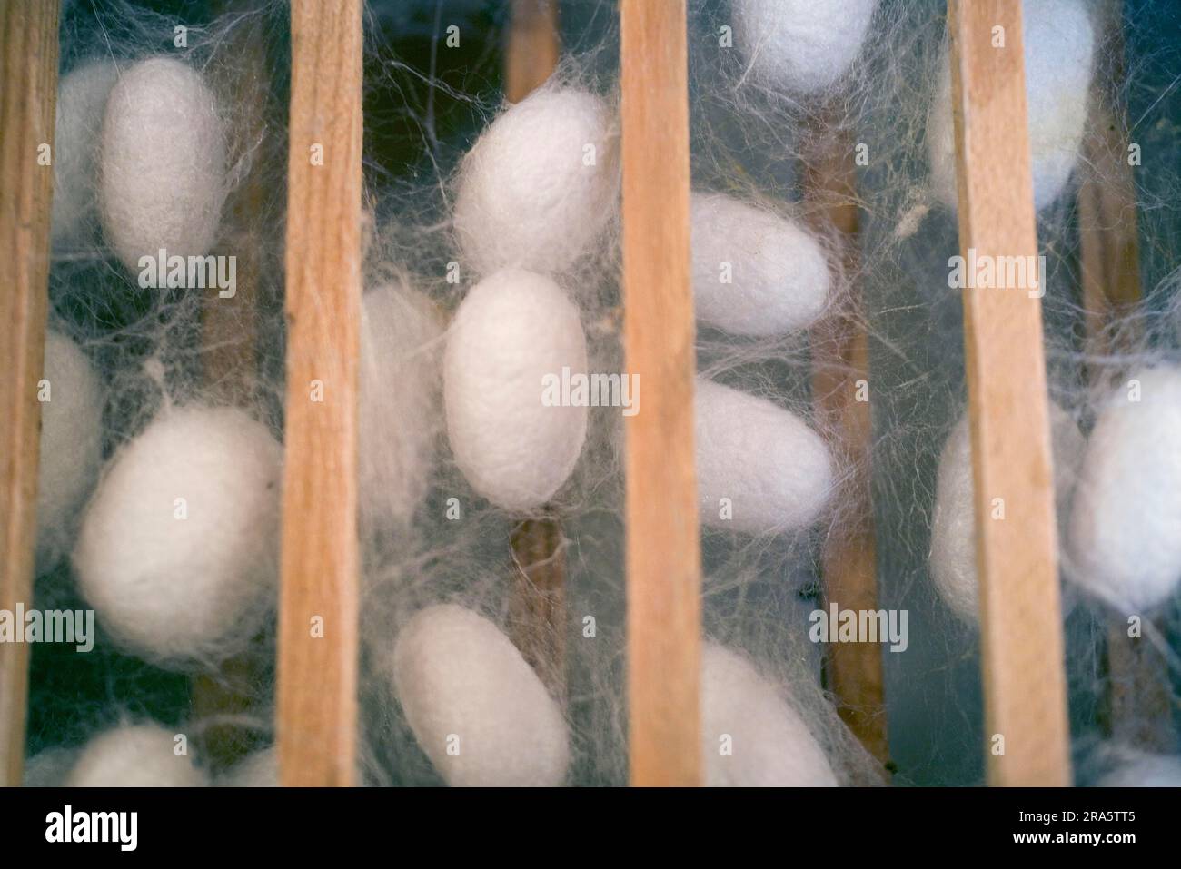 Mulberry silkworm moth Banque de photographies et d’images à haute ...