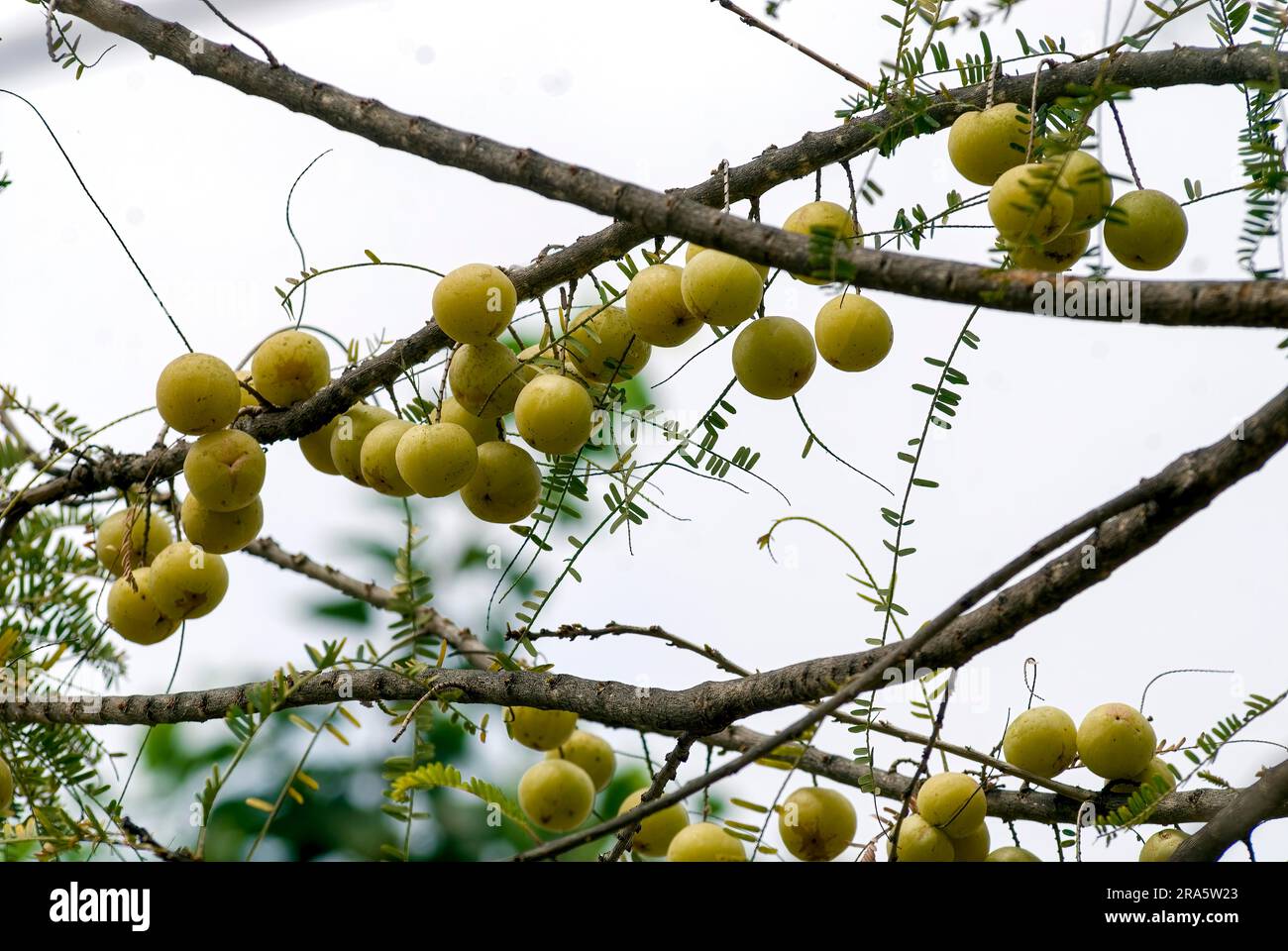 Baie de Gooseberry indienne, Amalaki, myrobalan emblématique ...