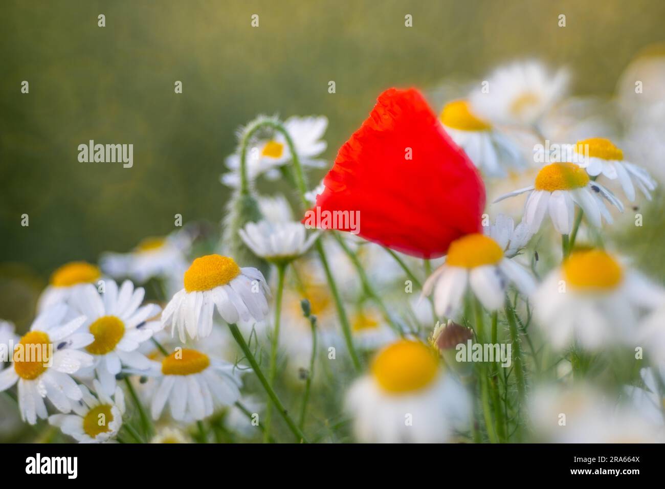 Matricaria recutita family asteraceae Banque de photographies et d ...
