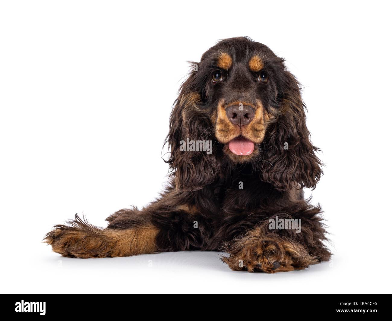 Old english cocker spaniel Banque d'images détourées - Alamy