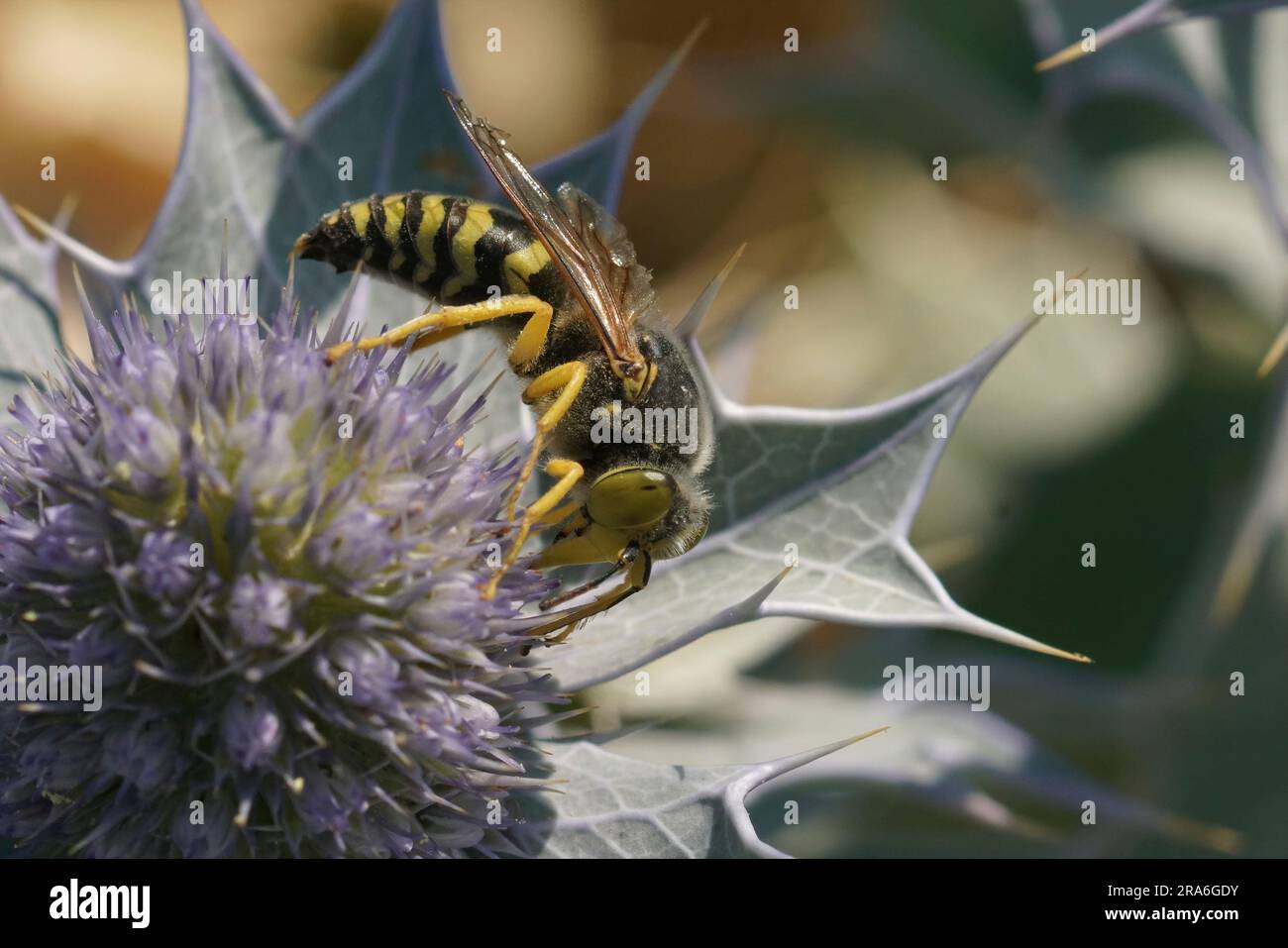 Gros plan d'une grande guêpe de sable européenne, Bembis rostrata buvant le nectar d'un eryngo ...